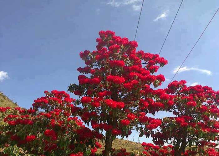 सुर्ख ही नहीं, नीला-पीला भी होता है बुरांश, इस प्रदेश में पाई जाती हैं ...